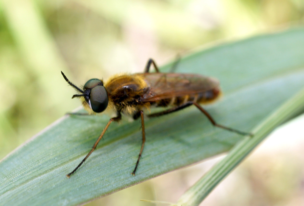 Euphycus bocki from Mindung-san, Jeongseon-gun, South Korea on August ...