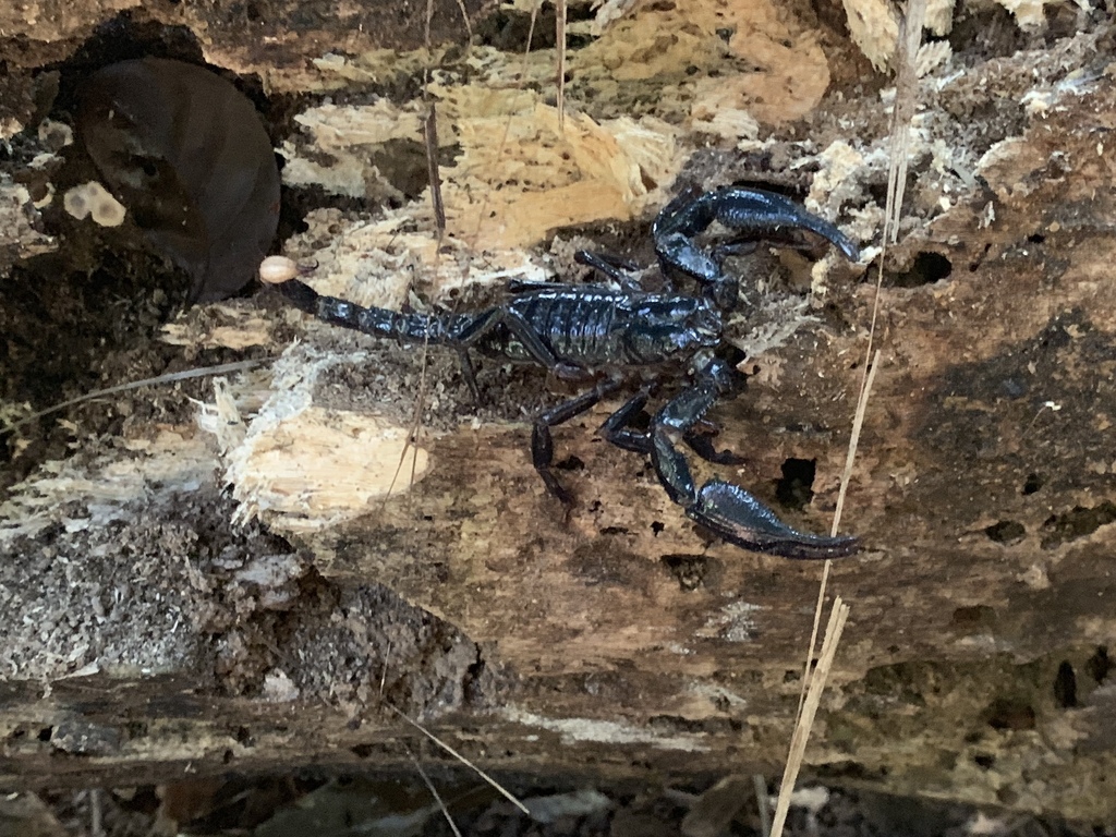 Giant Blue Scorpion from Pulau Tioman, Tioman, Johore, MY on May 29 ...