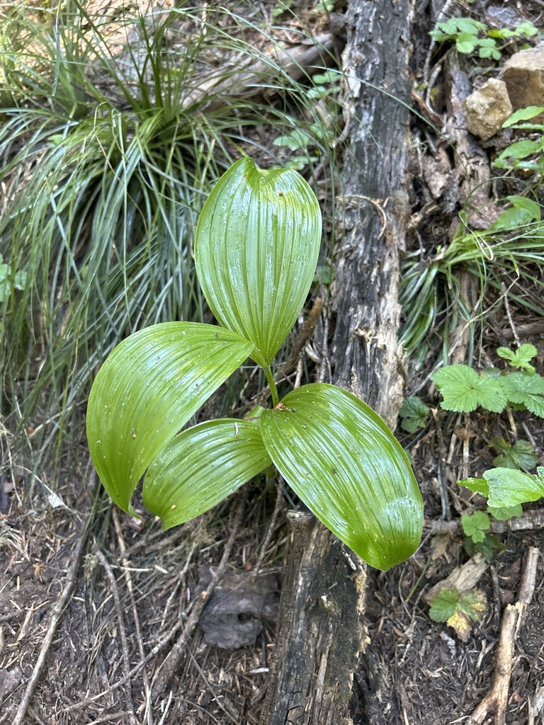 western green false hellebore from Mason County, US-WA, US on July 15 ...