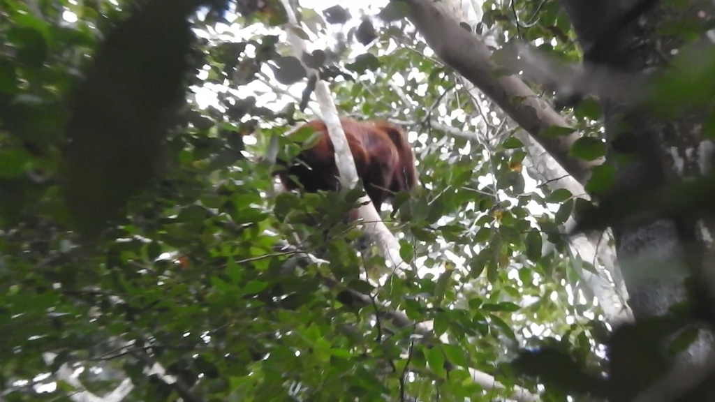 Southern Brown Howler Monkey from Área Verde, Buri - SP, 18290-000 ...