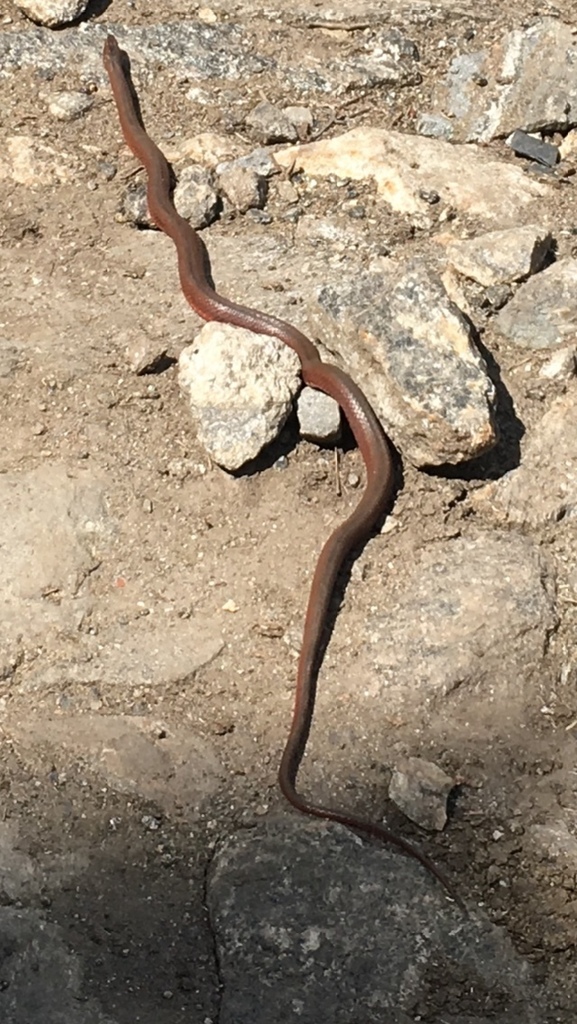 Himalayan Keelback from Sagarmatha, , Sagarmatha, NP on June 2, 2019 at ...