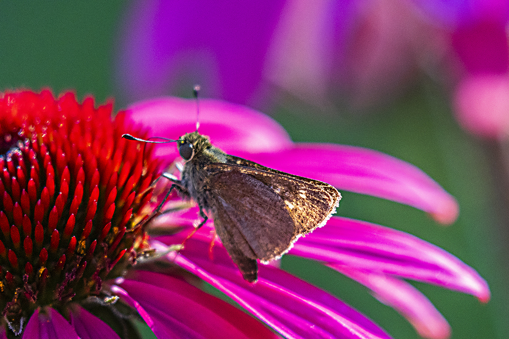 Grass Skippers from Palgrave, ON L0J, Canada on July 15, 2024 at 05:47 ...