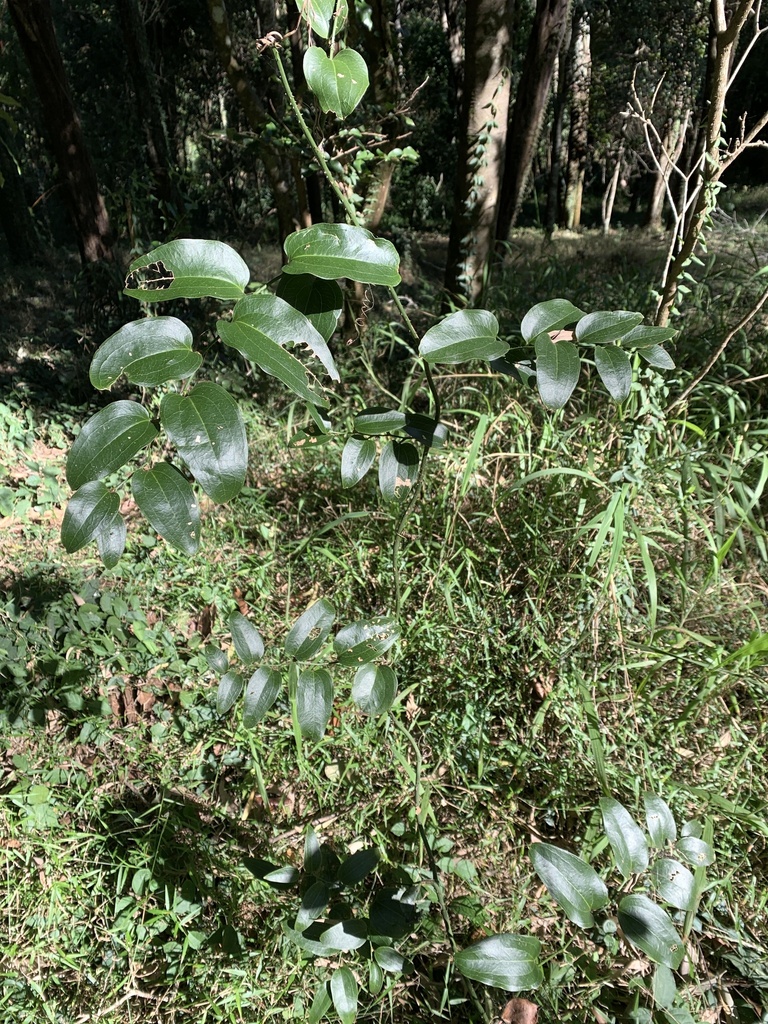 Austral Sarsaparilla from Henry Clench Park, Clear Mountain, QLD, AU on July 16, 2024 at 11:14 ...