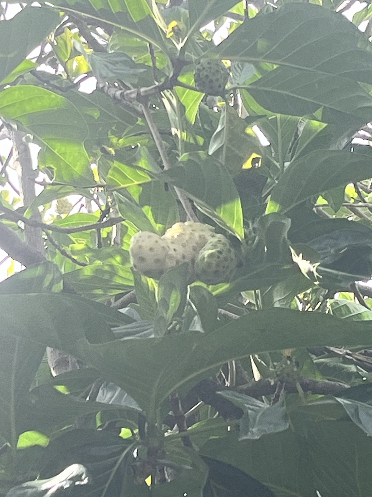 Noni from Calle Playa Ostional, Santa Cruz, Guanacaste, CR on July 12 ...
