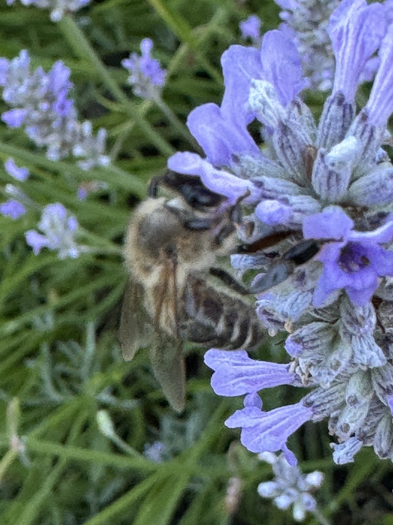 Western Honey Bee from N 70th St, Seattle, WA, US on July 15, 2024 at ...