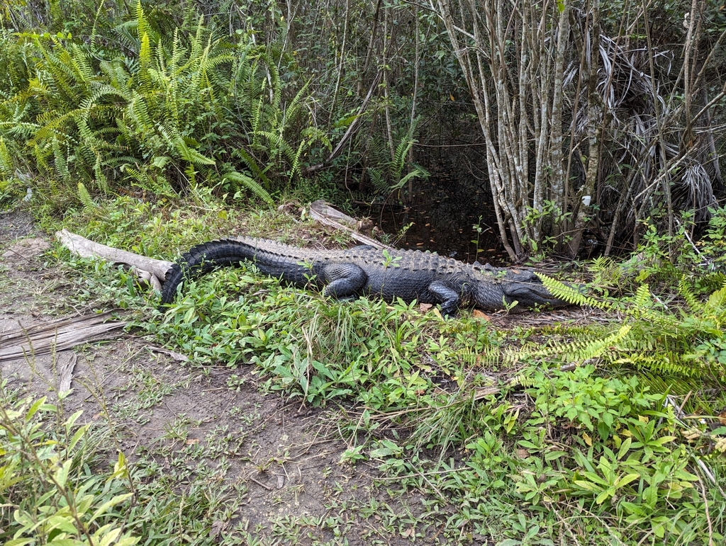 American Alligator from Naples, FL 34114, USA on December 24, 2023 at ...