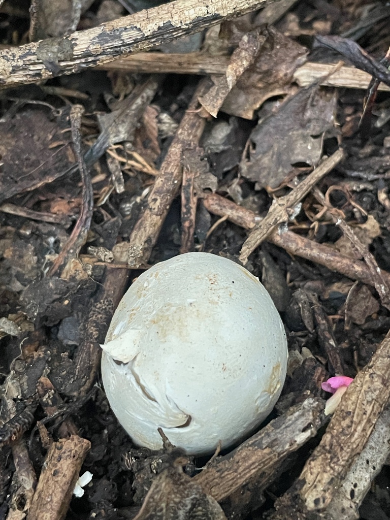 smooth cage fungus from Sydney NSW, Australia on July 16, 2024 at 10:32 ...