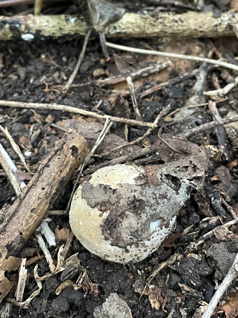 smooth cage fungus from Sydney NSW, Australia on July 16, 2024 at 10:35 ...