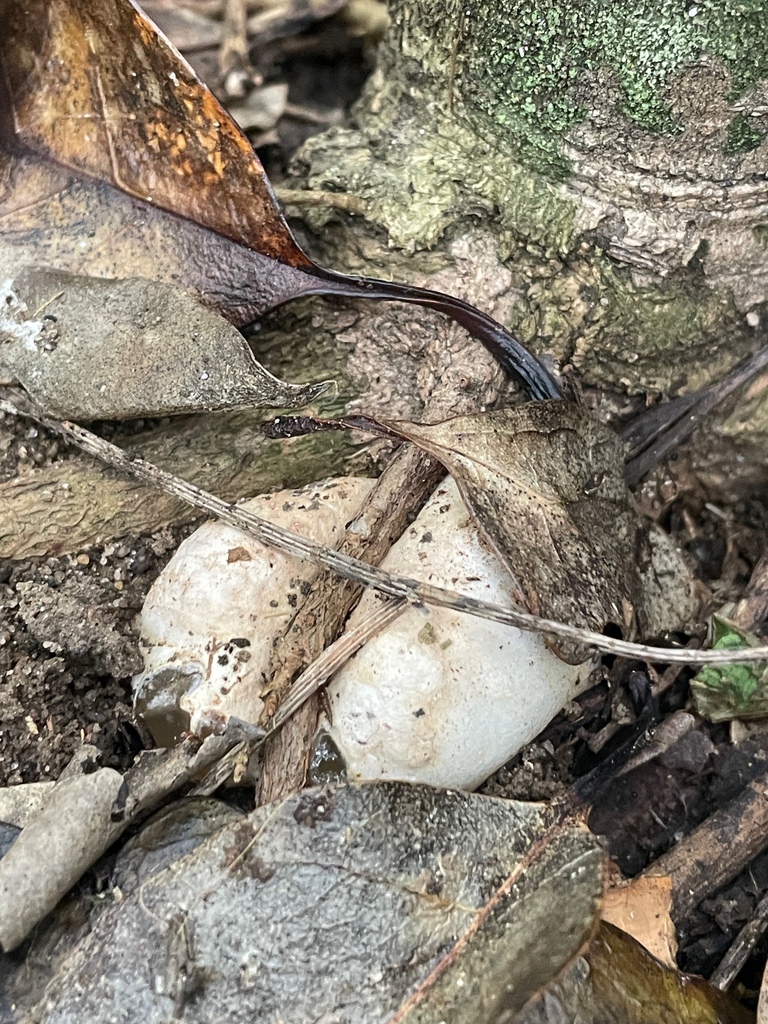 smooth cage fungus from Sydney NSW, Australia on July 16, 2024 at 10:36 ...