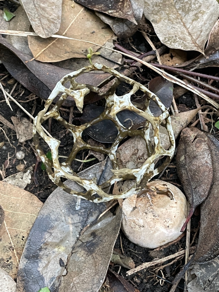 smooth cage fungus from Sydney NSW, Australia on July 16, 2024 at 10:39 ...