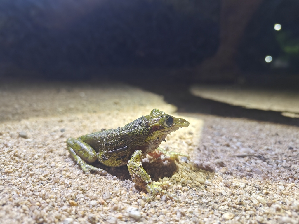 Duck-billed Tree Frog from 82974 El Carmen, Sin., México on July 15 ...