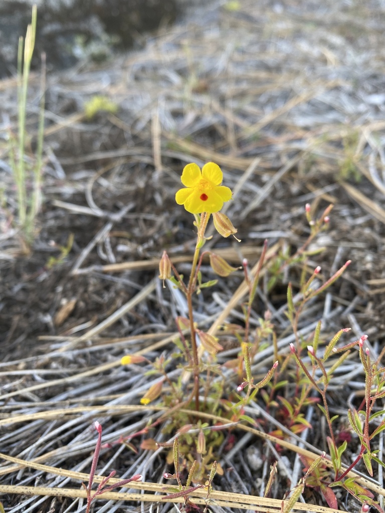 shy monkeyflower from Yosemite National Park, Coulterville, CA, US on ...