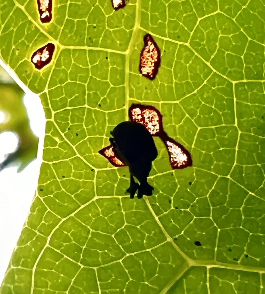 Yellow Poplar Weevil from W Main St, Panama, NY, US on July 15, 2024 at ...