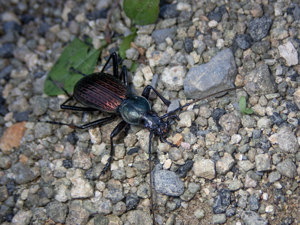 Carabus shun from Mangshan Mountain, Yizhang County, Chenzhou, China ...