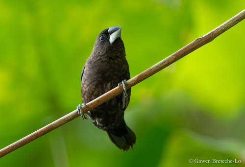 Dusky Munia (Lonchura fuscans) · iNaturalist Guatemala
