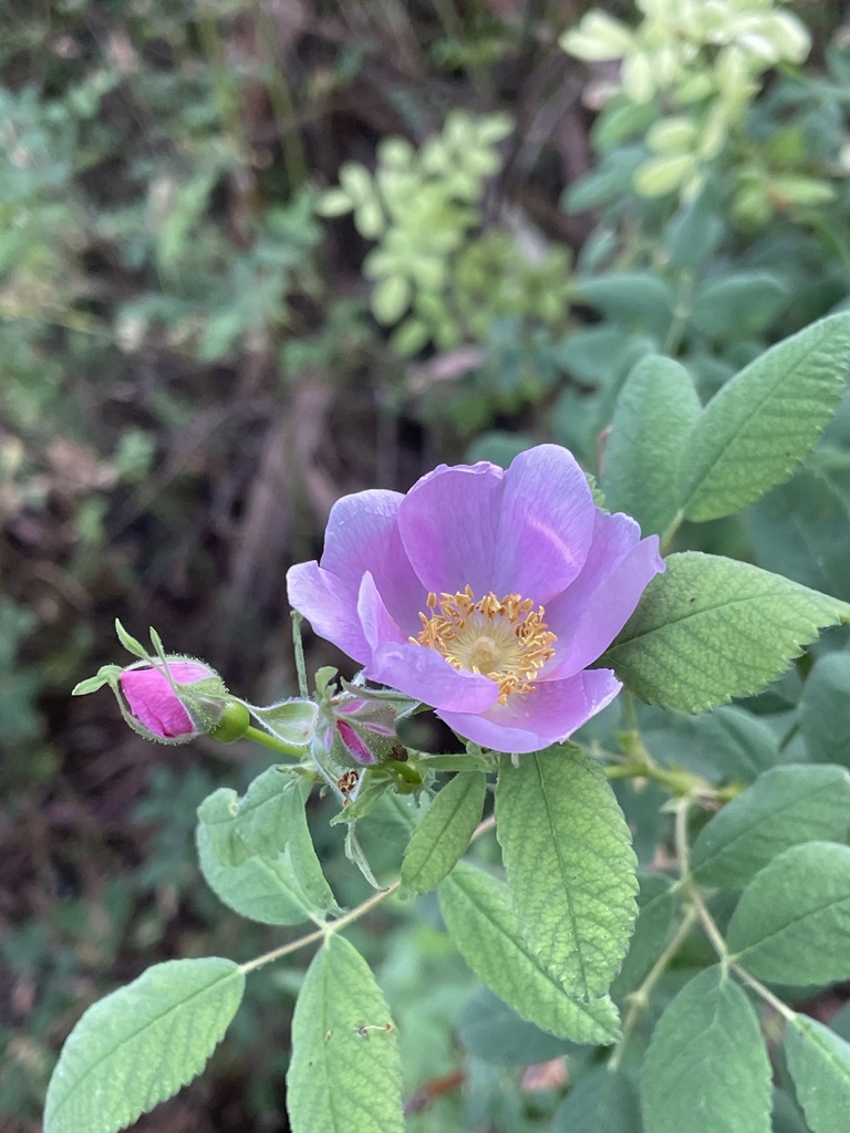 California Wild Rose from UC Berkeley, Berkeley, CA, US on July 13 ...