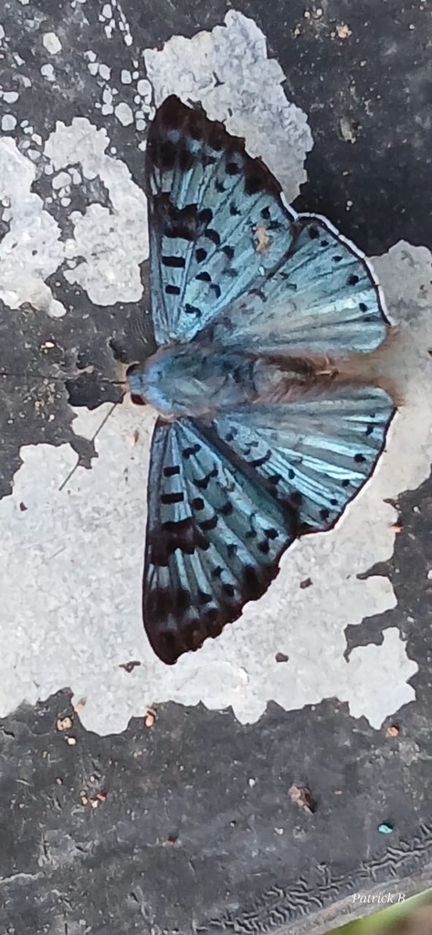 black-patch bluemark from Trinidad, Trinidad and Tobago, TT on July 15 ...