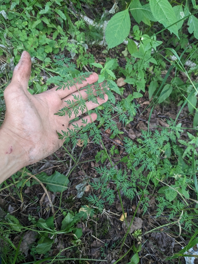 Milk Parsley from Россия, 124460 on July 13, 2024 at 06:13 PM by Yuri ...