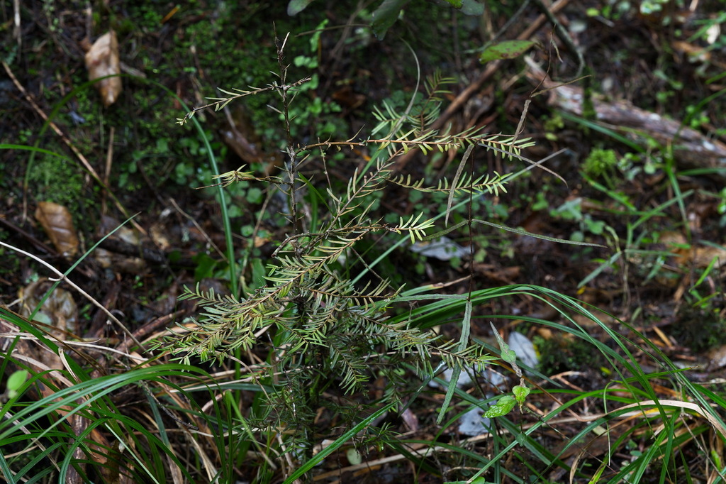 Mataī from Tuapeka West,, New Zealand on June 30, 2024 at 04:41 PM by ...