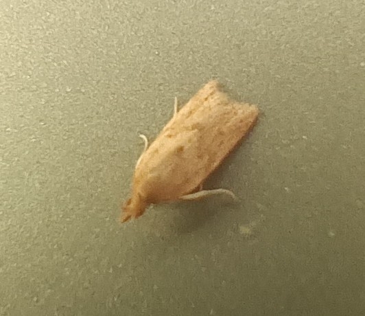 Clepsis coriacanus from 1350-092 Lisboa, Portugal on July 16, 2024 at ...