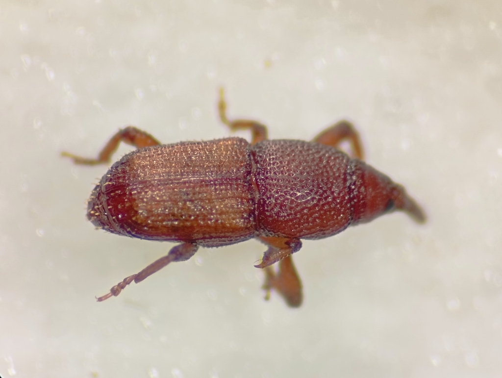 Rice Weevil from 9700-054 Angra do Heroísmo, Portugal on July 14, 2024 ...