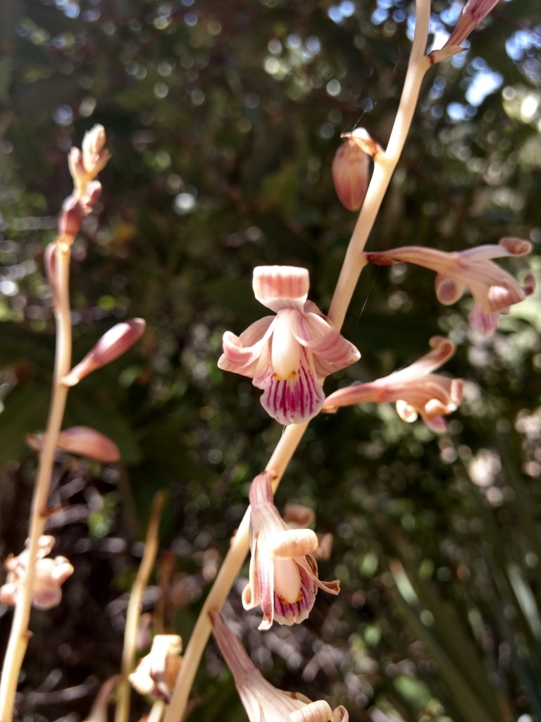 Coleman's Coralroot in June 2019 by Kimberly Kling · iNaturalist