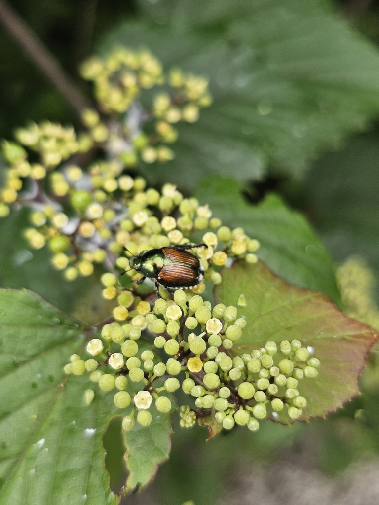 Japanese Beetle from 13 Hase, Sado, Niigata 952-0204, Japan on July 16 ...