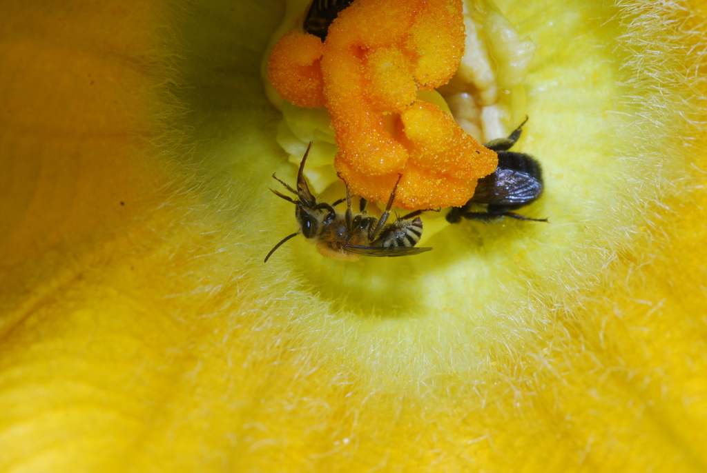 Pruinose Squash Bee from Germantown Ave, Edison, NJ 08817 on July 16 ...
