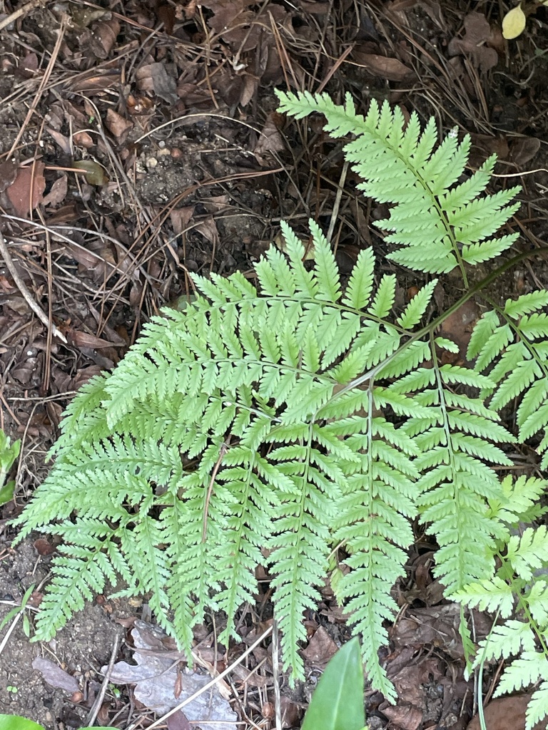 lady ferns from 운천동, 청주시, 충청북도, KR on July 13, 2024 at 09:24 AM by anne ...