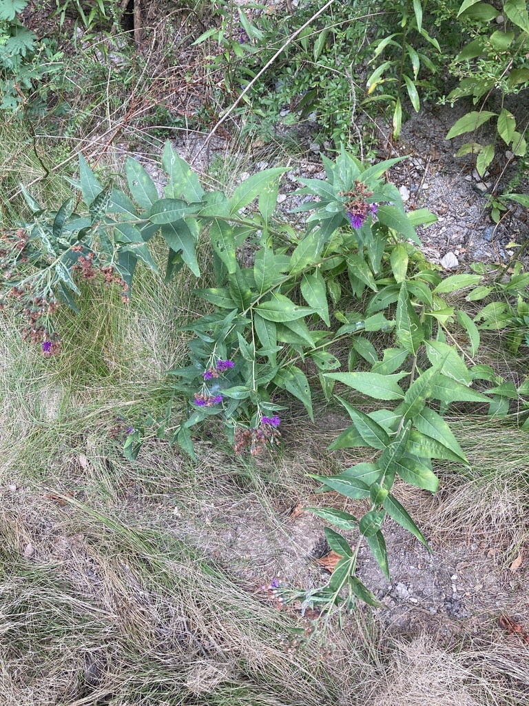 Western Ironweed from Santa Fe Trail, Dallas, TX, US on July 16, 2024 ...