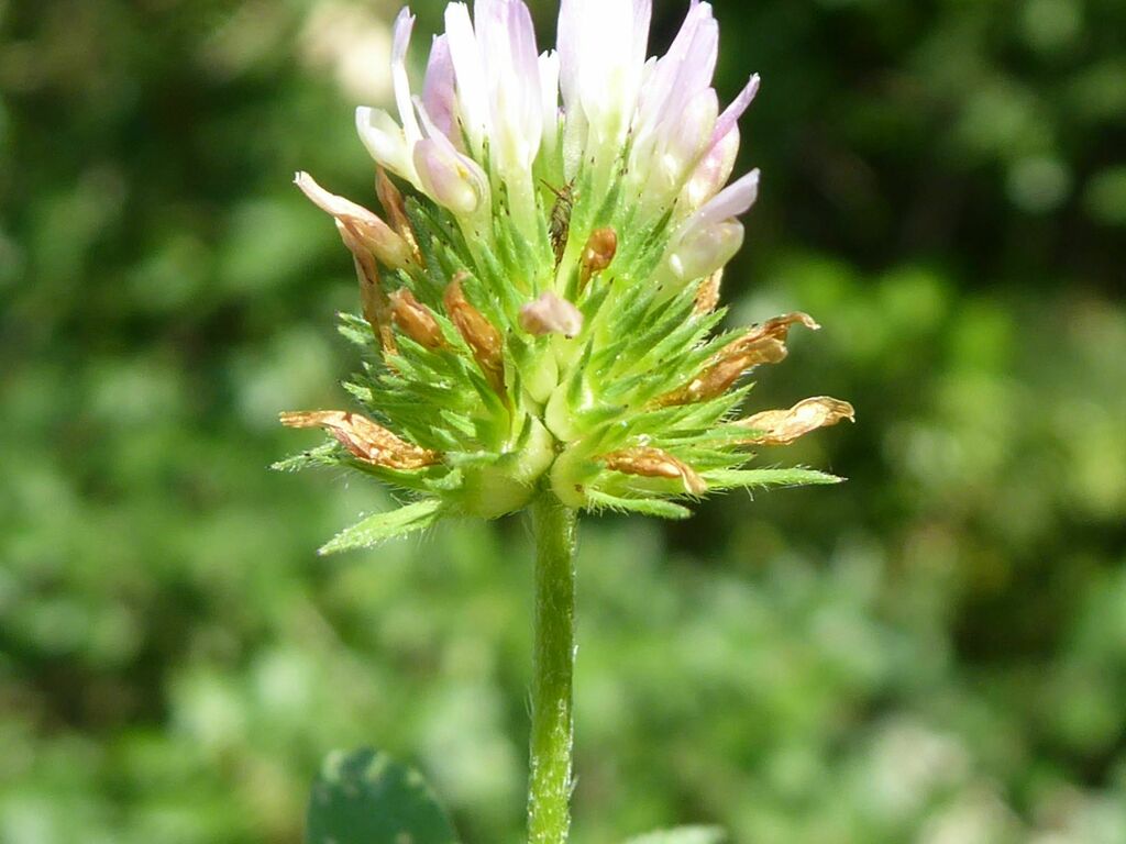 Sea Clover from Girona, Espanya on May 21, 2019 at 12:00 AM by Pilar ...