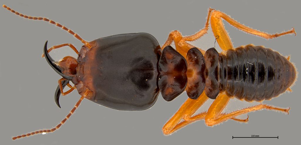 Macrotermes carbonarius from Singapore on May 25, 2023 by Yap Ee Hean ...