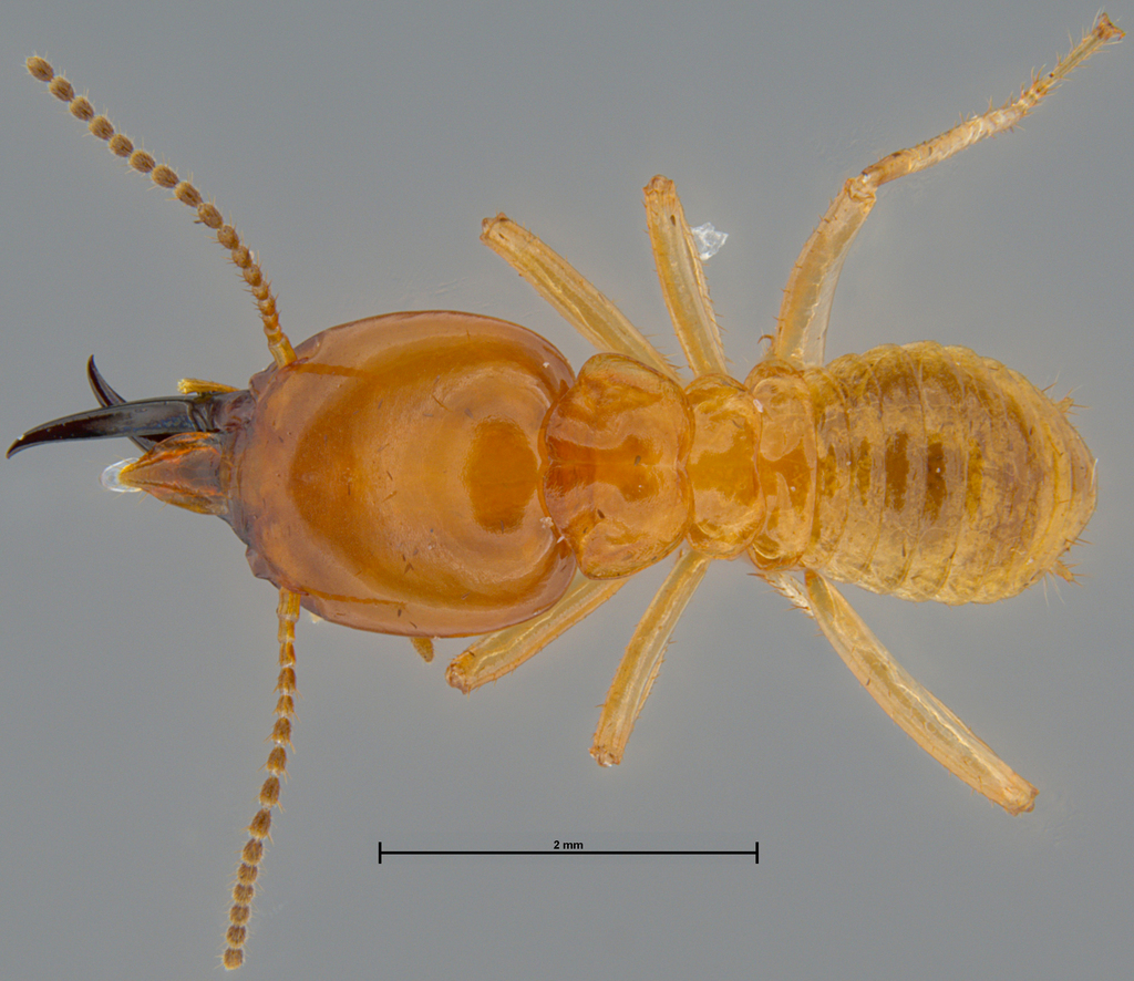 Macrotermes gilvus from Singapore on June 22, 2023 by Yap Ee Hean ...