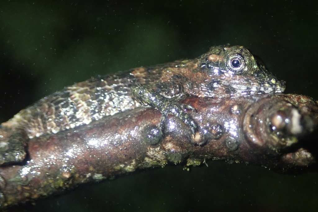 Knuckles Pygmy Lizard in July 2024 by Amanda Johnston · iNaturalist