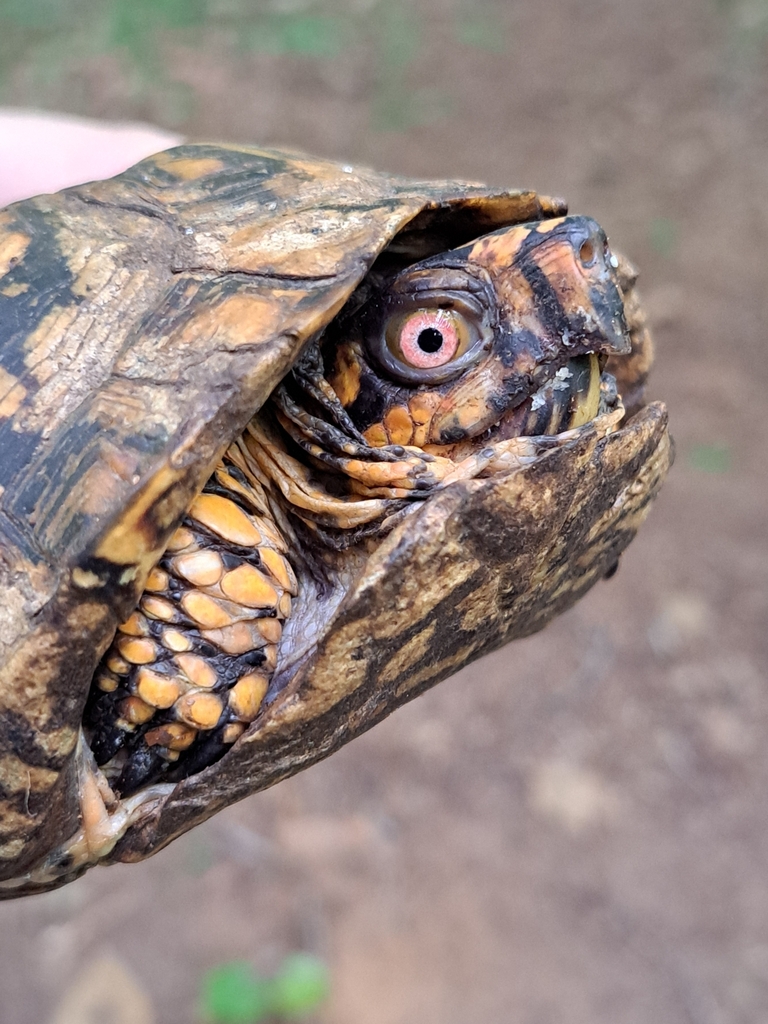 Eastern Box Turtle in July 2024 by Jessie Miller · iNaturalist