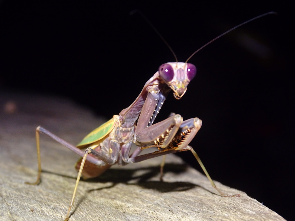 Giant Asian Mantises from Hariaman Glamping, East Seram, Maluku ...