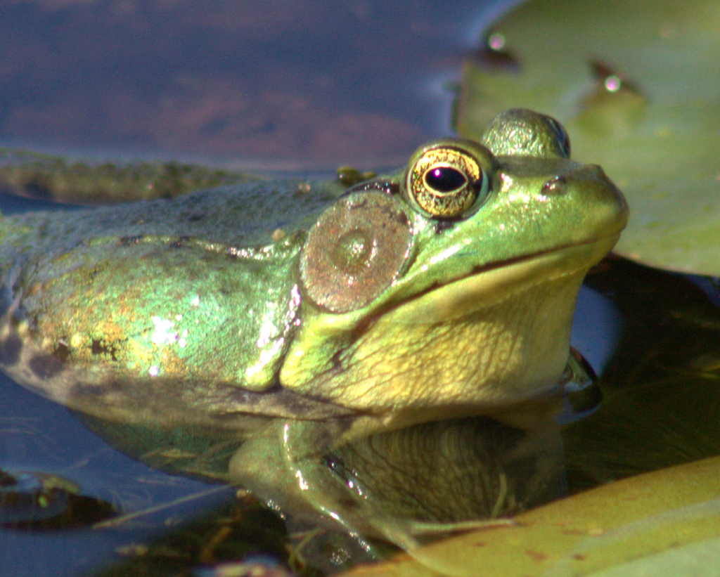 American Water Frogs from Jackson County, MI, USA on July 10, 2010 at ...