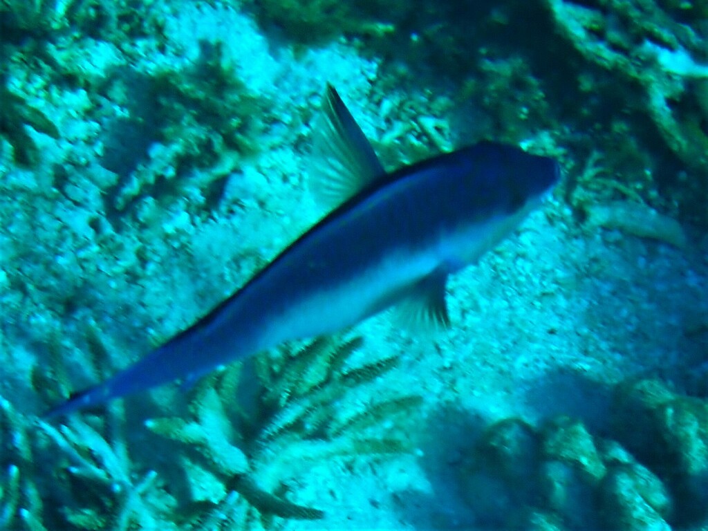 Chameleon Parrotfish from Tambrauw Regency, West Papua, Indonesia on ...