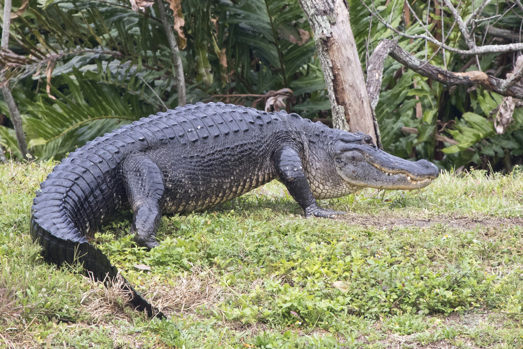 American Alligator from Palm Beach County, FL, USA on February 16, 2016 ...