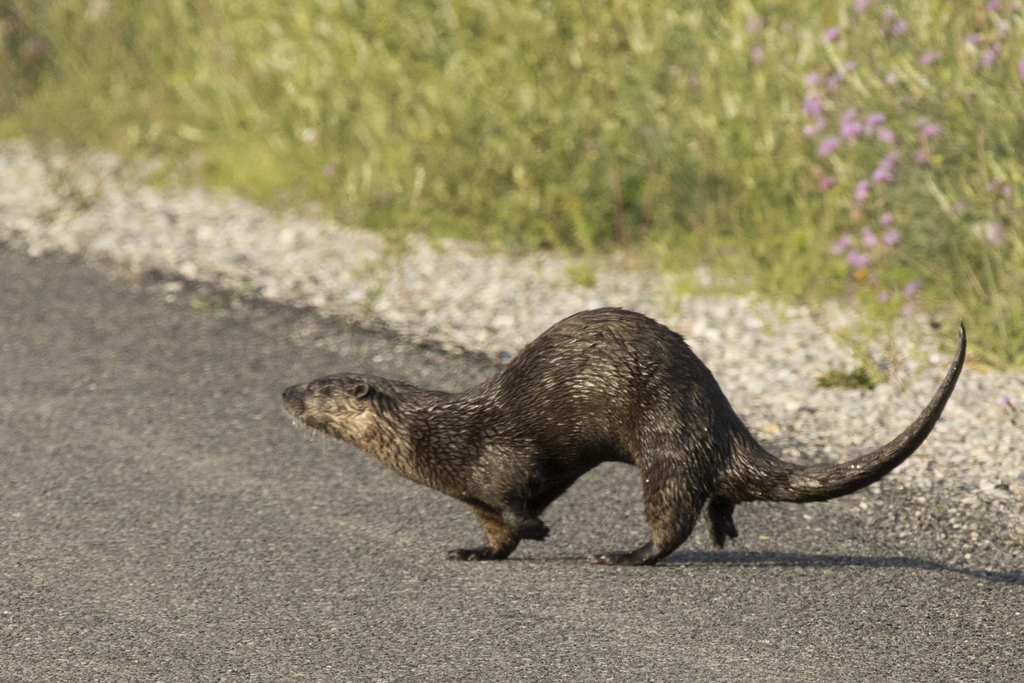 North American River Otter from Leelanau County, MI, USA on July 28 ...