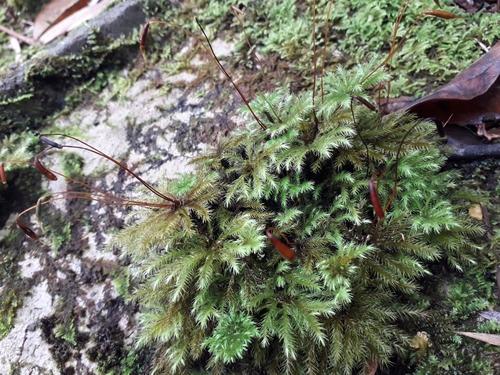 Hypnodendron dendroides · iNaturalist