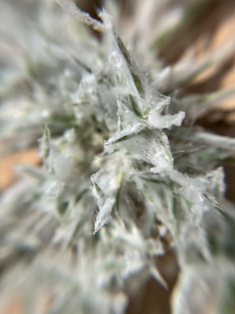 False Buffalograss from Petroglyph National Monument, Albuquerque, NM ...