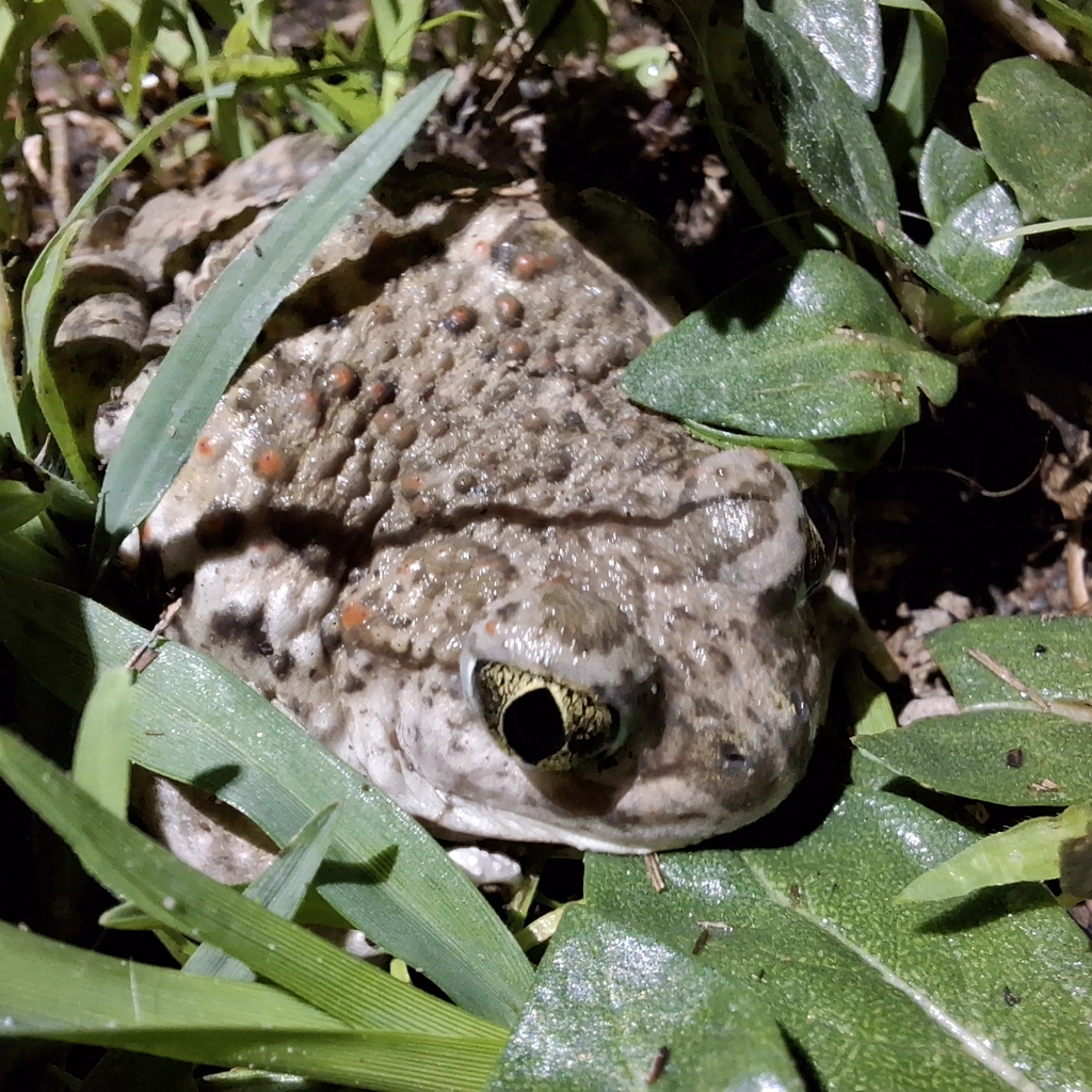 Mexican Spadefoot from Parque Metropolitano, Zapopan, Jal., México on ...