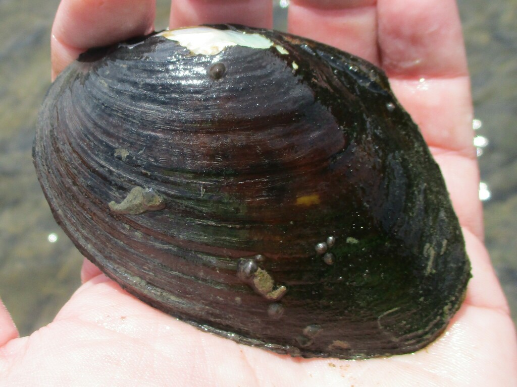 Mucket from Oil City, PA 16301, USA on July 16, 2024 at 12:23 PM by ...