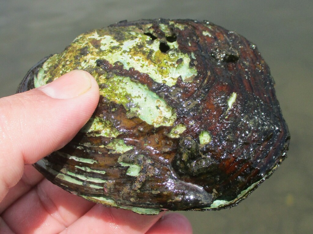 Three-ridge Mussel from Oil City, PA 16301, USA on July 16, 2024 at 12: ...