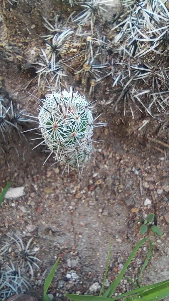 Coryphantha clavata from 79502 S.L.P., México on July 15, 2024 at 11:04 ...