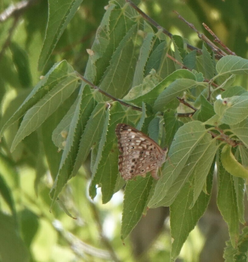 Hackberry Emperor from Bear Creek Lake Park (west) on July 16, 2024 at ...