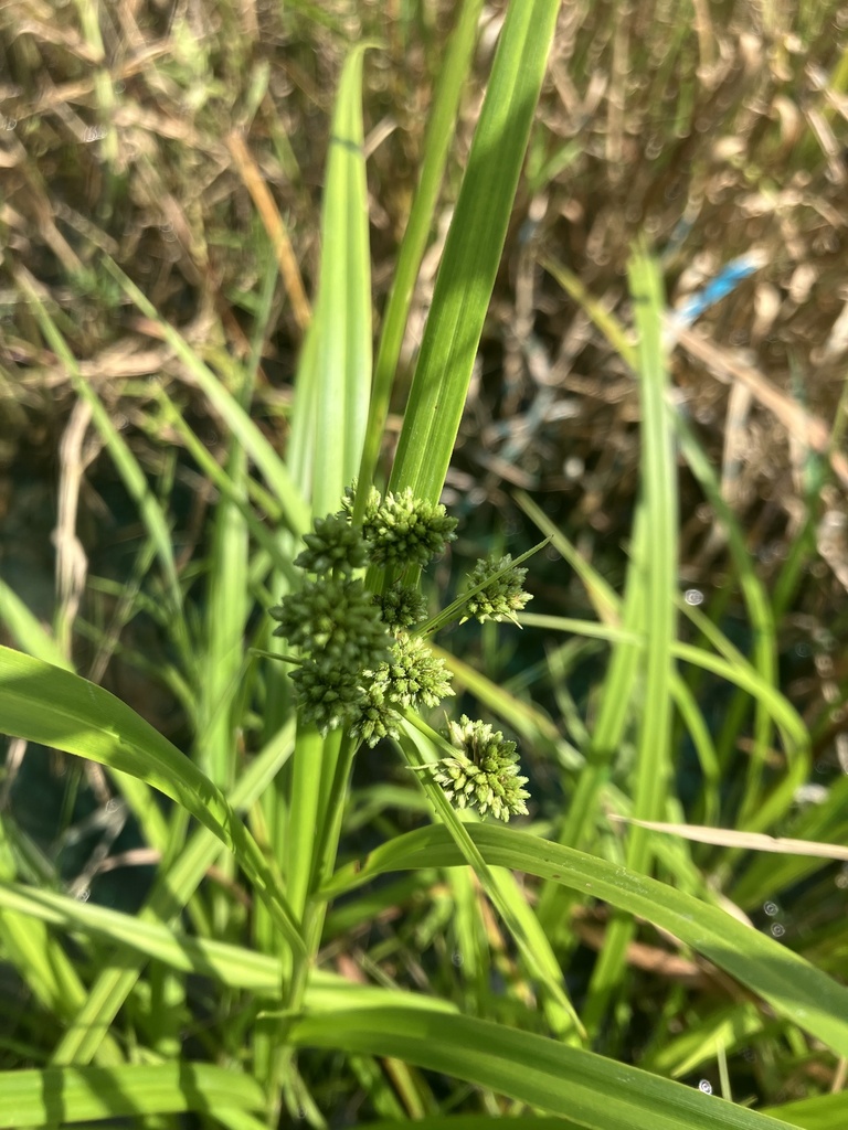dark green bulrush from Neenah, WI, US on July 16, 2024 at 02:56 PM by ...