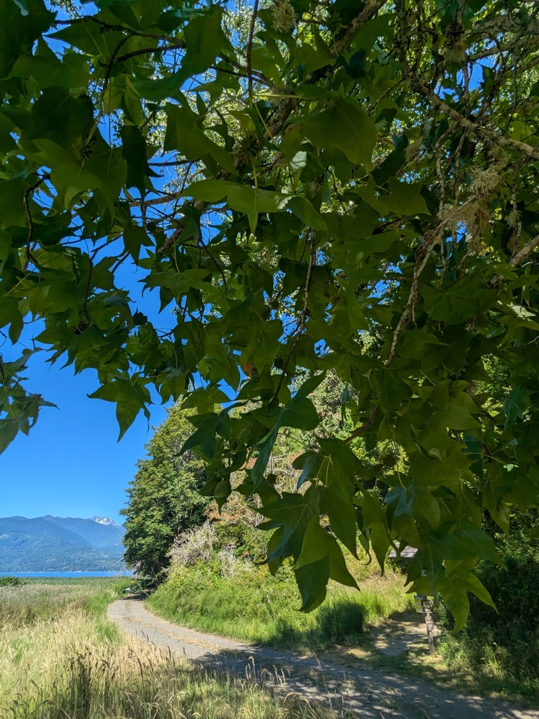 American sweetgum from Seabeck, WA 98380, USA on July 16, 2024 at 11:24 ...