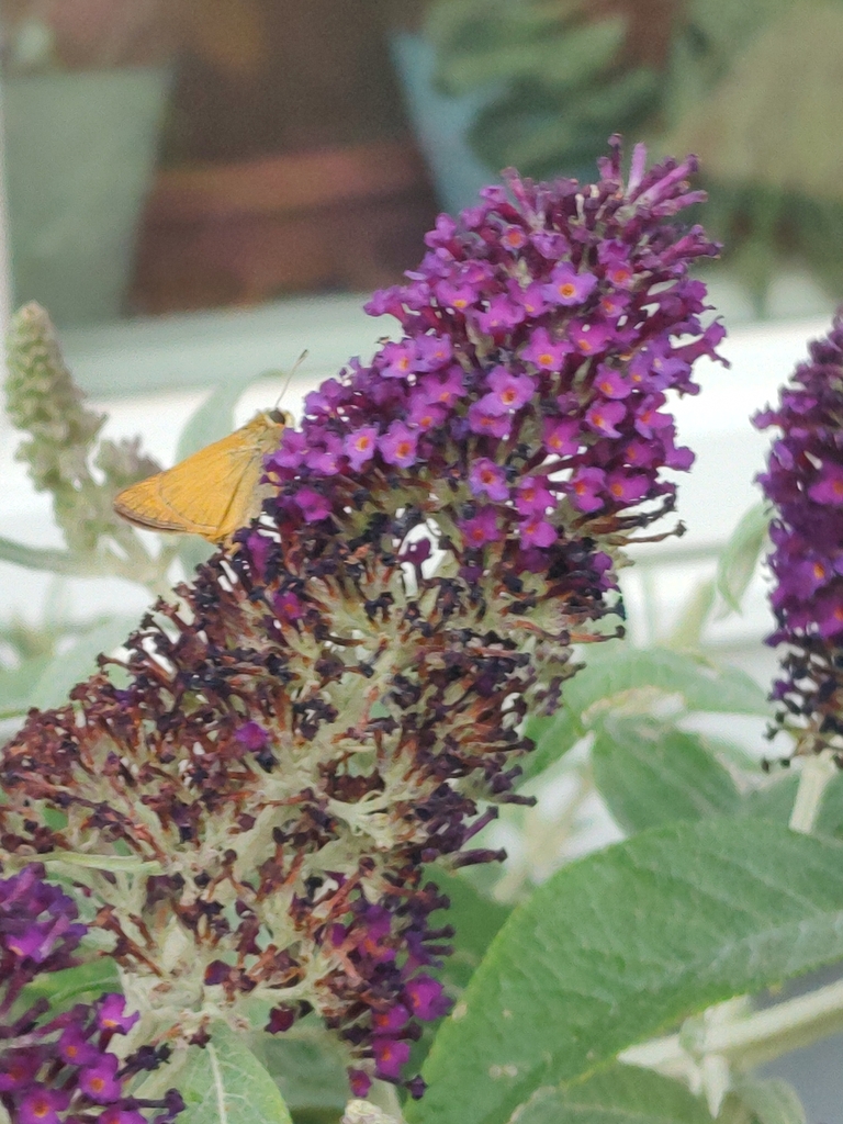 Huron Sachem from Wantagh, NY, USA on July 16, 2024 at 06:57 PM by ...